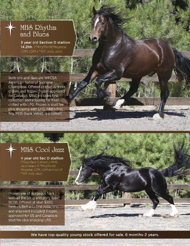 Welsh Pony & Cob Society of America – You Never Outgrow A Welsh!